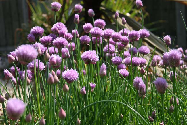 Chives: Wiki facts for this cookery ingredient