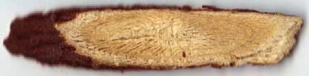 Licorice root: Cooking Wiki
