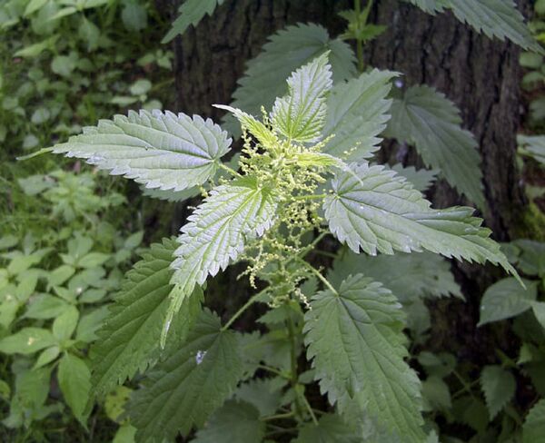 Nettles: Cooking Wiki