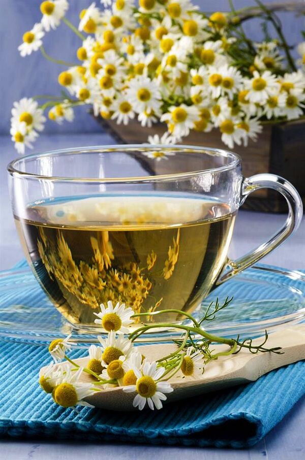 Chamomilla bohemica (Bohemian camomile)