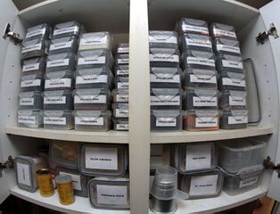 What are the weevils and bugs discovered in flour, rice, lentils and