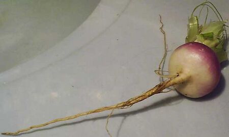Turnips: Cooking Wiki