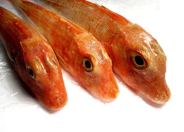 Gurnard: Cooking Wiki