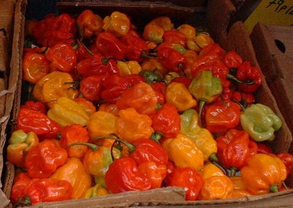 Scotch bonnet chili pepper: Cooking Wiki