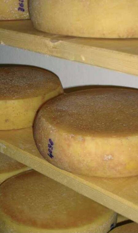 Sappada cheese suppliers, pictures, product info