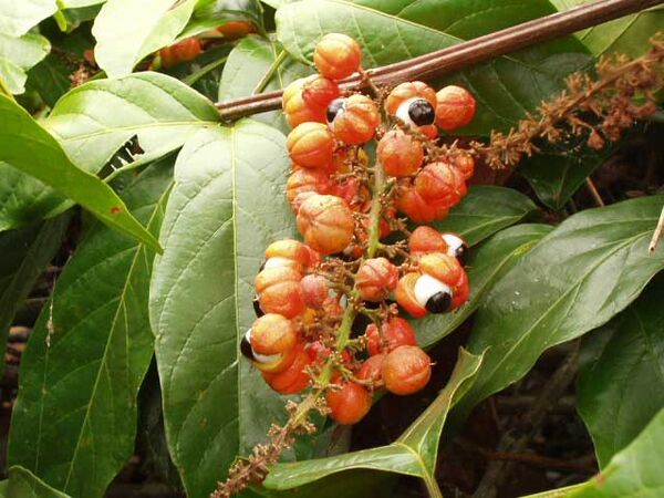 Guarana: Cooking Wiki