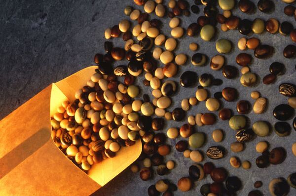 Soybean: Cooking Wiki