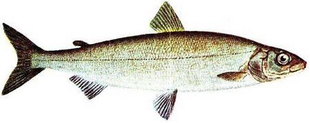 Common whitefish: Cooking Wiki