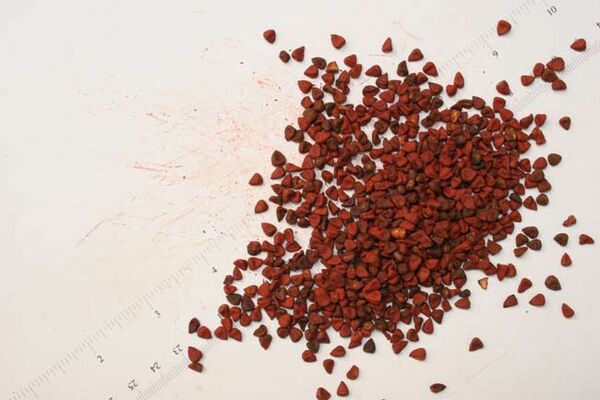 Annatto seeds: Cooking Wiki