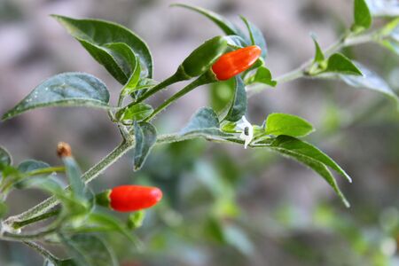 Chile piquin: Cooking Wiki